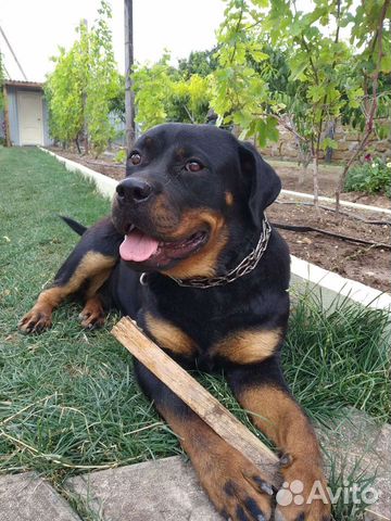 Отдам ротвейлера
