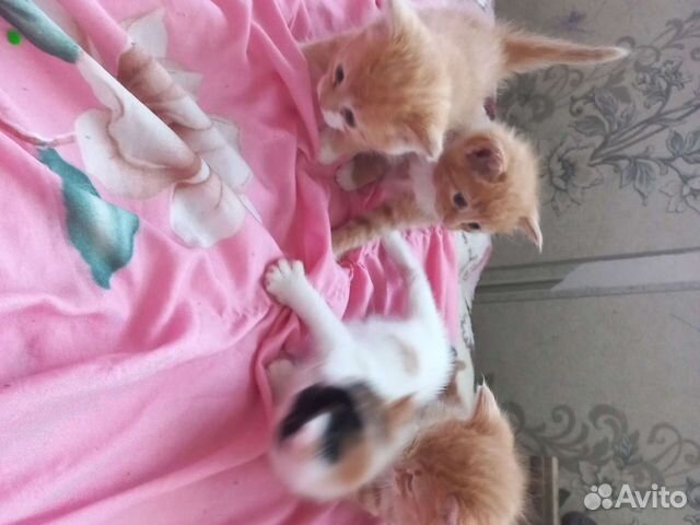 Персидские котята