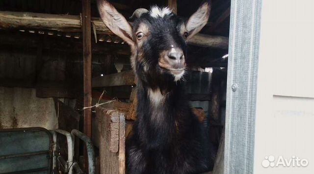 Молочная козочка