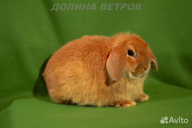 Рыжие вислоухие карликовые крольчата