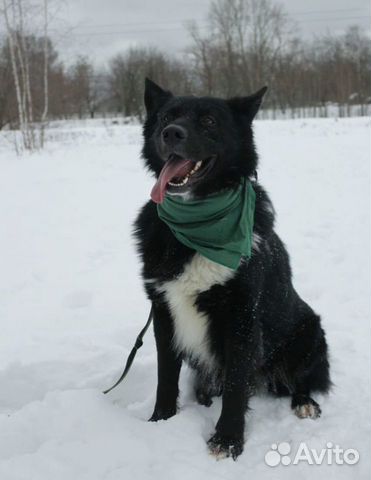 Гриша устал от одиночества и холода. Спасите его