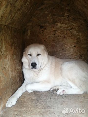 Среднеазиатская овчарка алабай бесплатно