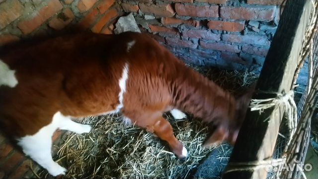 Бычки на продажу