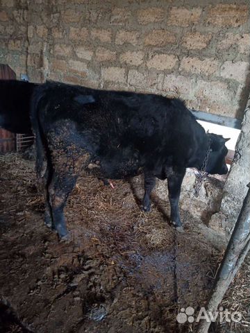 Бычки и телки