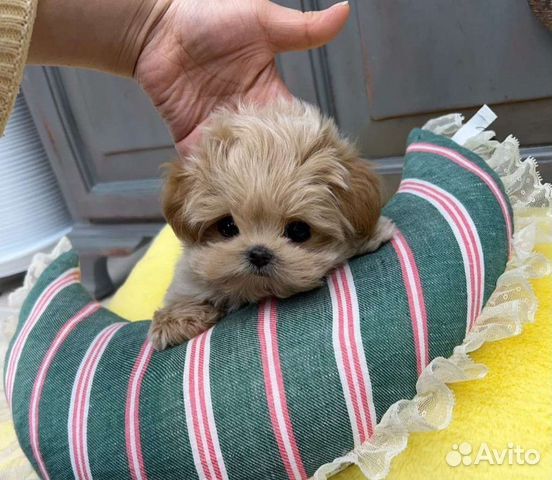 Мальтипу Микро из Кореи