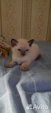 Сиамские котята