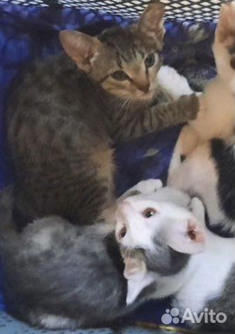 Котят спасли, теперь нужен дом