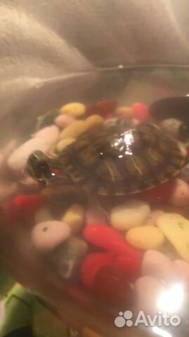 Отдам в добрые руки красноухую черепаху