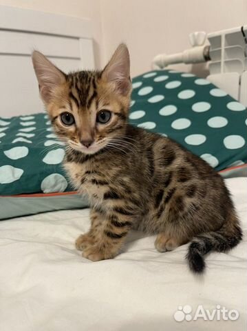 Бенгальские котята