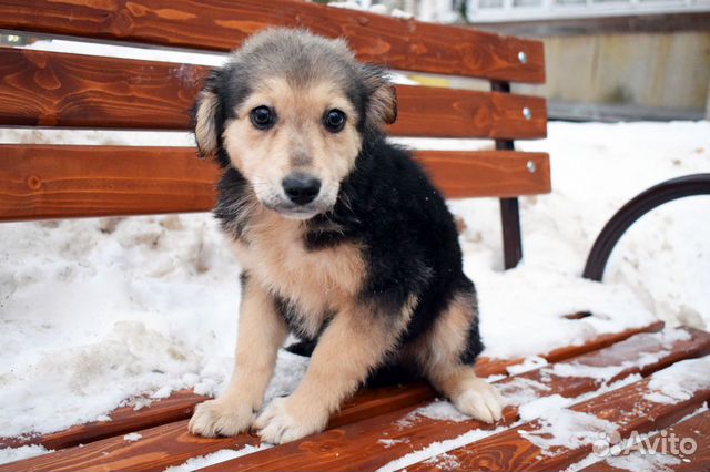 Щенок девочка Фиби 3 мес