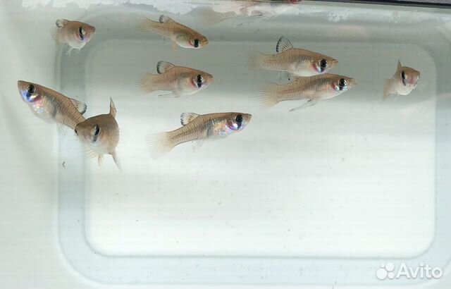 Фаллихтис аматес (Phallichthys amates)