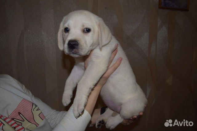 Щенки лабрадора