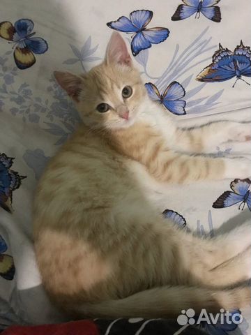 Персиковое солнышко на счастье