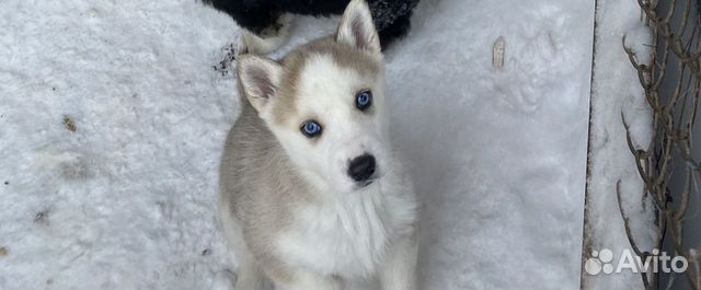 Сибирский хаски