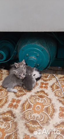 Бездомные котята в дар