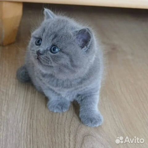 Котята норковая шубка