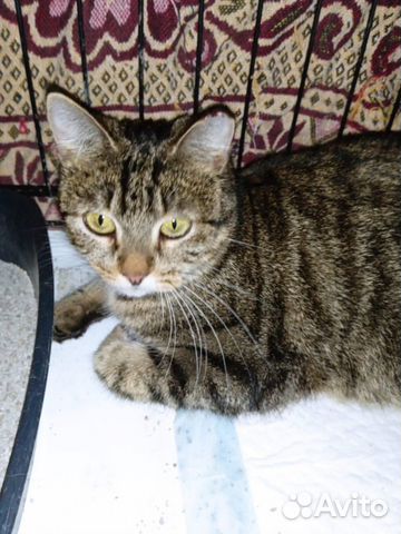 Полосатая добрая и ласковая кошка