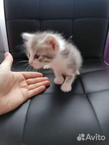 Котята в добрые руки, катятам 1 месяц. Мама очень