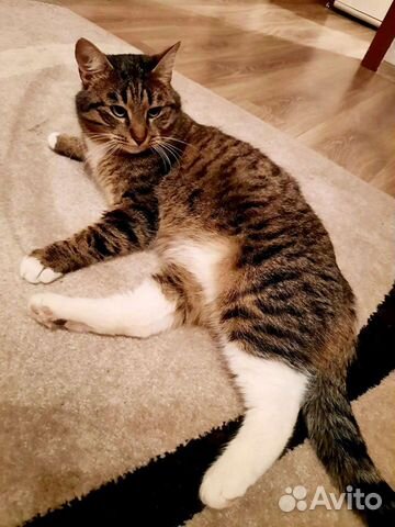 Спасен Идеальный кот Ерофей Павлович