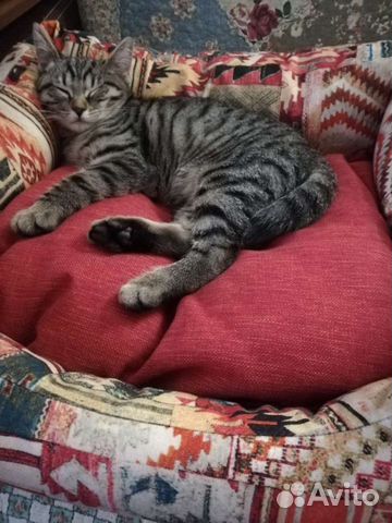 Котенок 5 русский британец