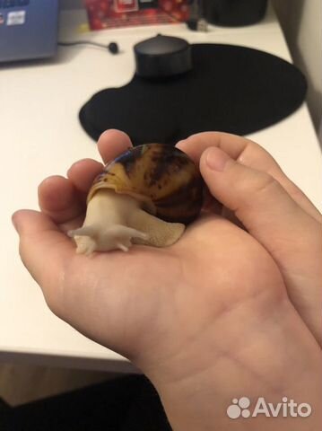 Улитки Арахахатина Маргината Овум