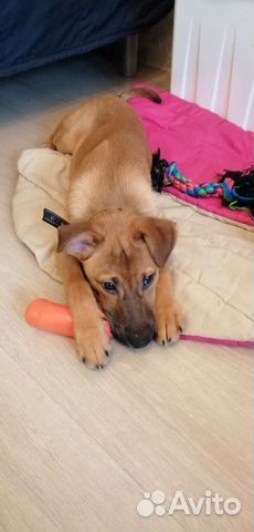 Рыжий щенок 5 месяцев