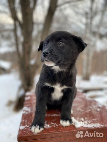 Щенок