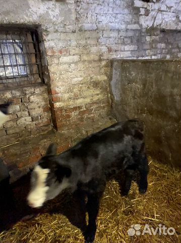 Телка телочка