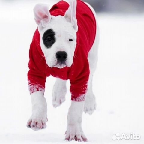 Аргентинский дог щенок