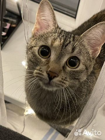 Кошка