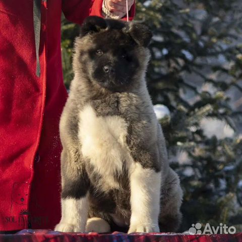 Шикарная малышка Американская Акита