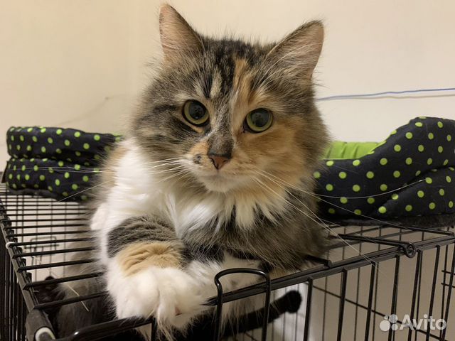 Кошечка Лисена в дар