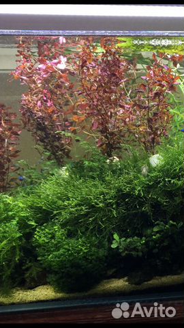 Людвигия Супер Ред(Ludwigia sp "Super Red")