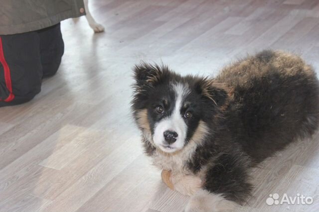 Щенок в добрые руки бесплатно