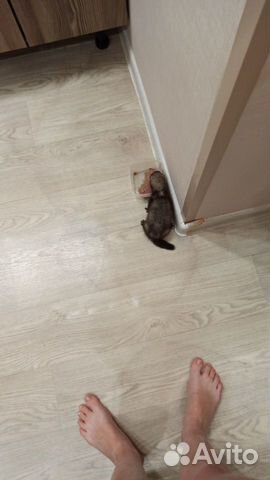 Домашний хорек