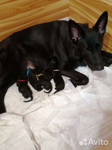 Щенки черного окраса немецкой овчарки