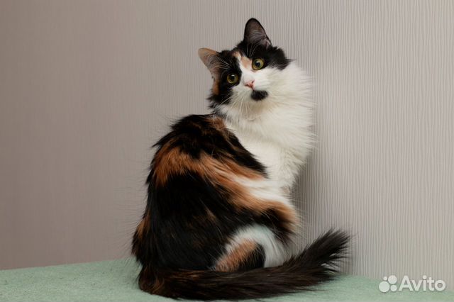 Трехцветная кошка Басенька в добрые руки в дар