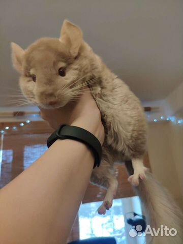 Шиншилла светло серый мальчик