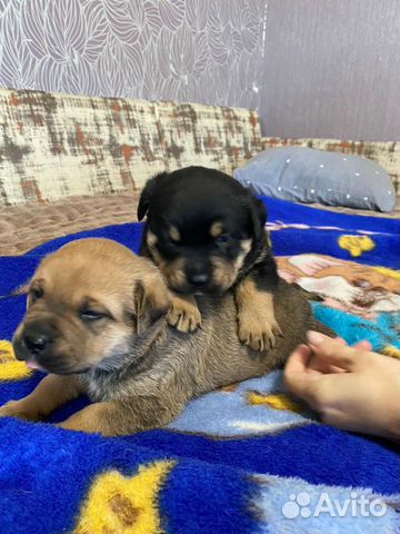 Собаки бесплатно в добрые руки щенки