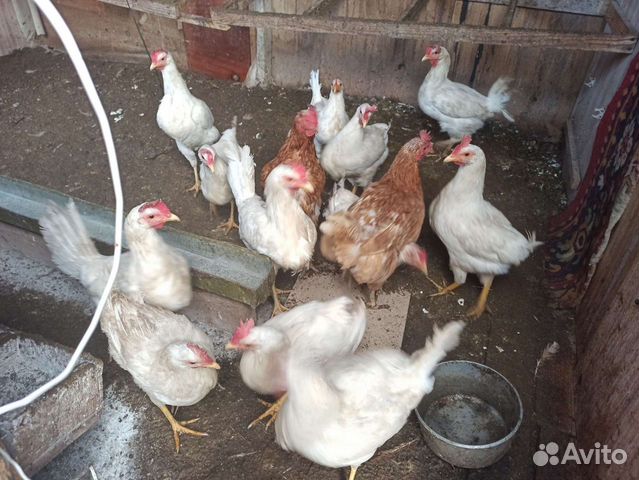 Куры породы Леггорн