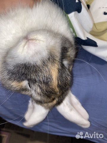 Кролик для случки