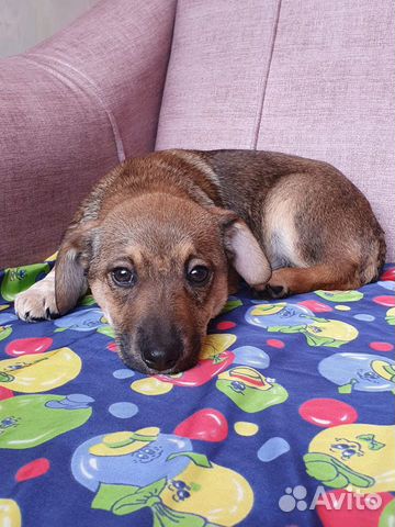 Поночка ищет дом