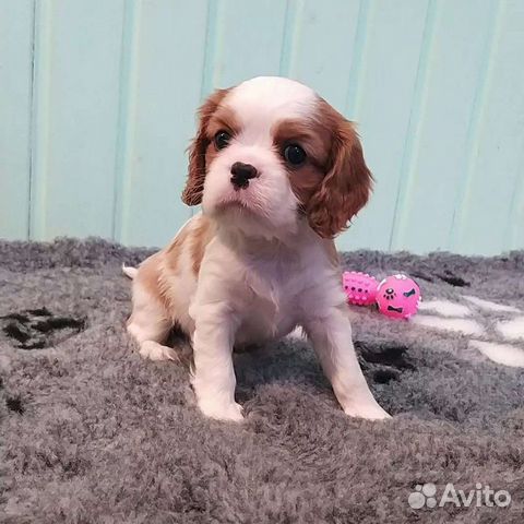 Кавалер кинг чарльз спаниель