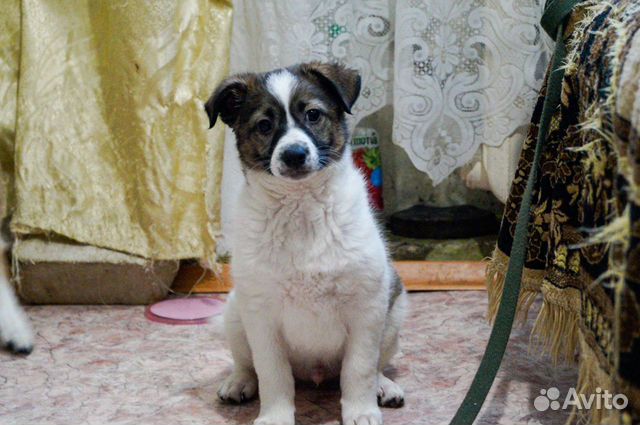 Щенок Петрушка в добрые руки