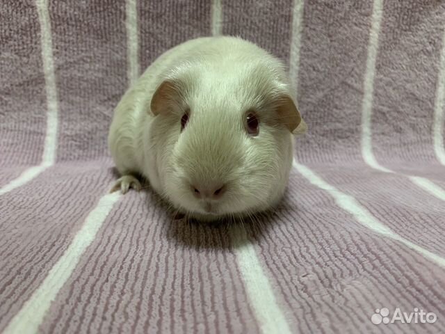 Морская свинка селф альбинос