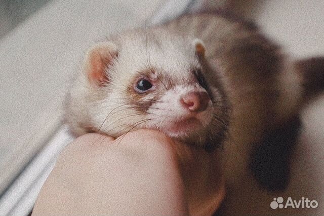 Вязка хорька