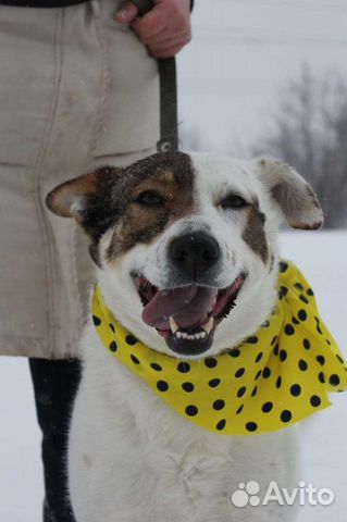 Олли ищет семью, дом