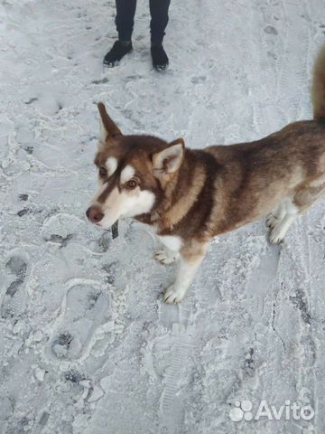 Хаски