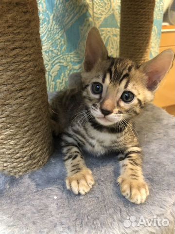 Бенгальские котята