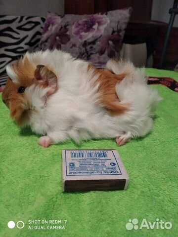 Морские свинки перуанская